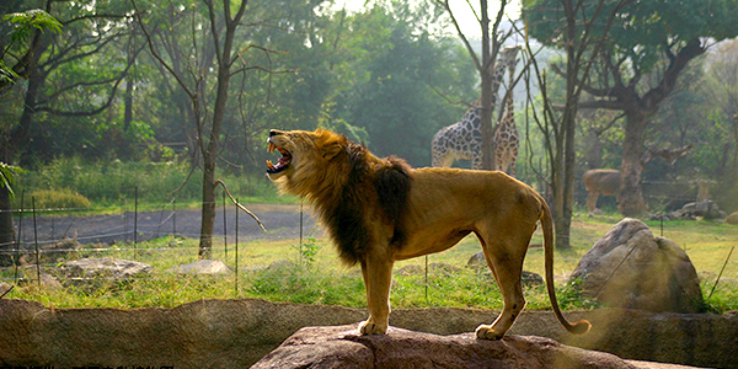 Osaka Tennoji Zoo | Takenouchikaidou